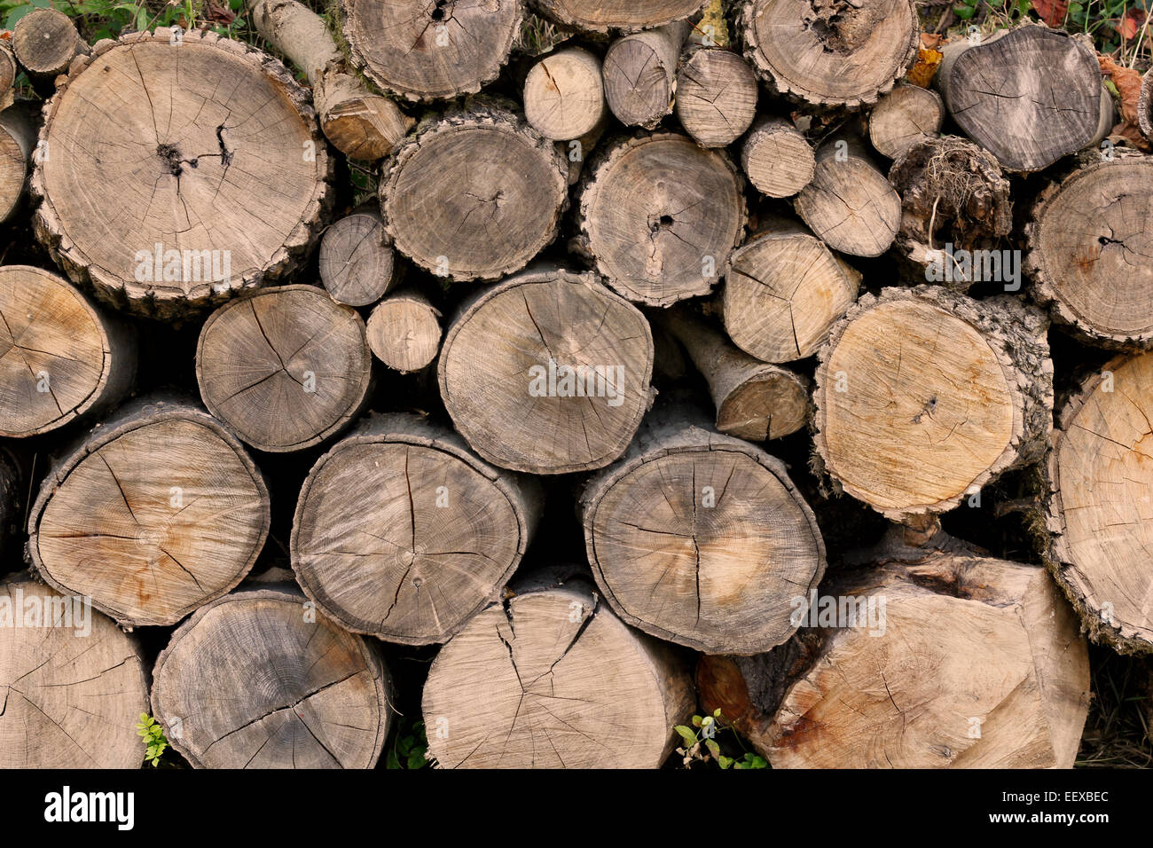 Logs of trees hi-res stock photography and images - Alamy