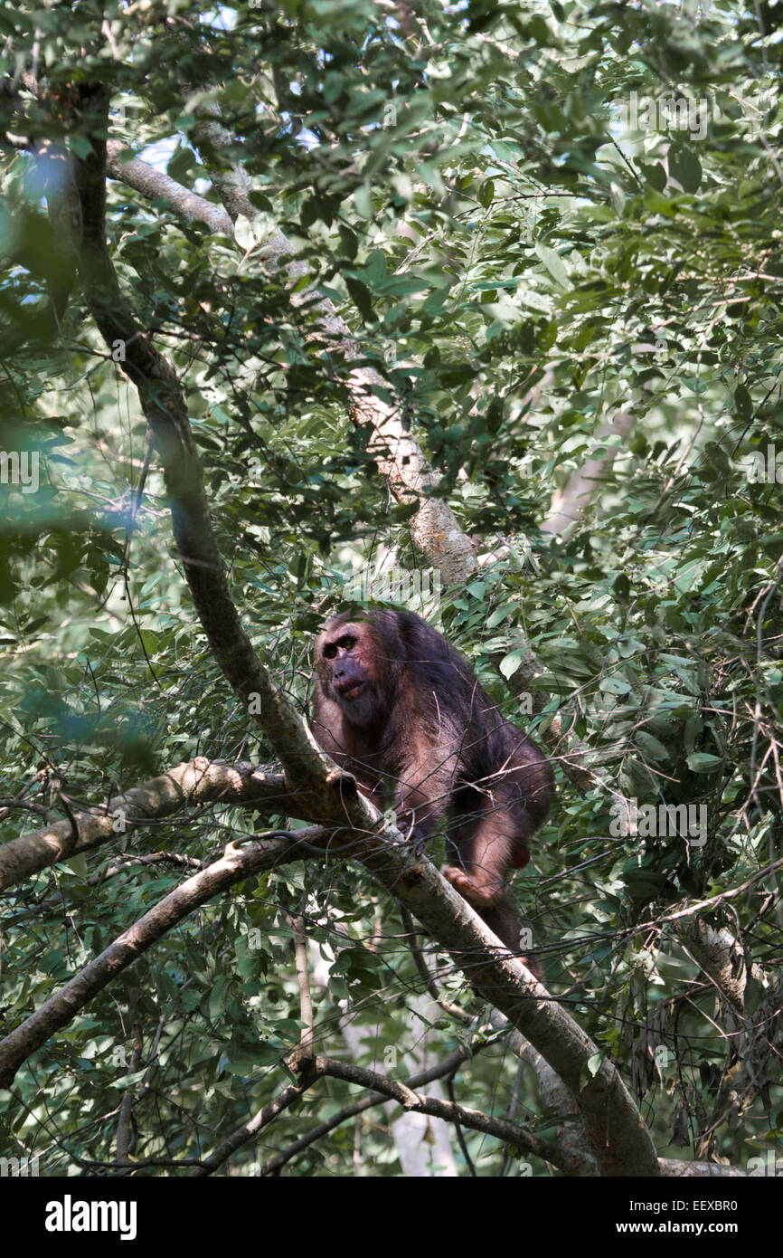 Bear macaque hi-res stock photography and images - Alamy