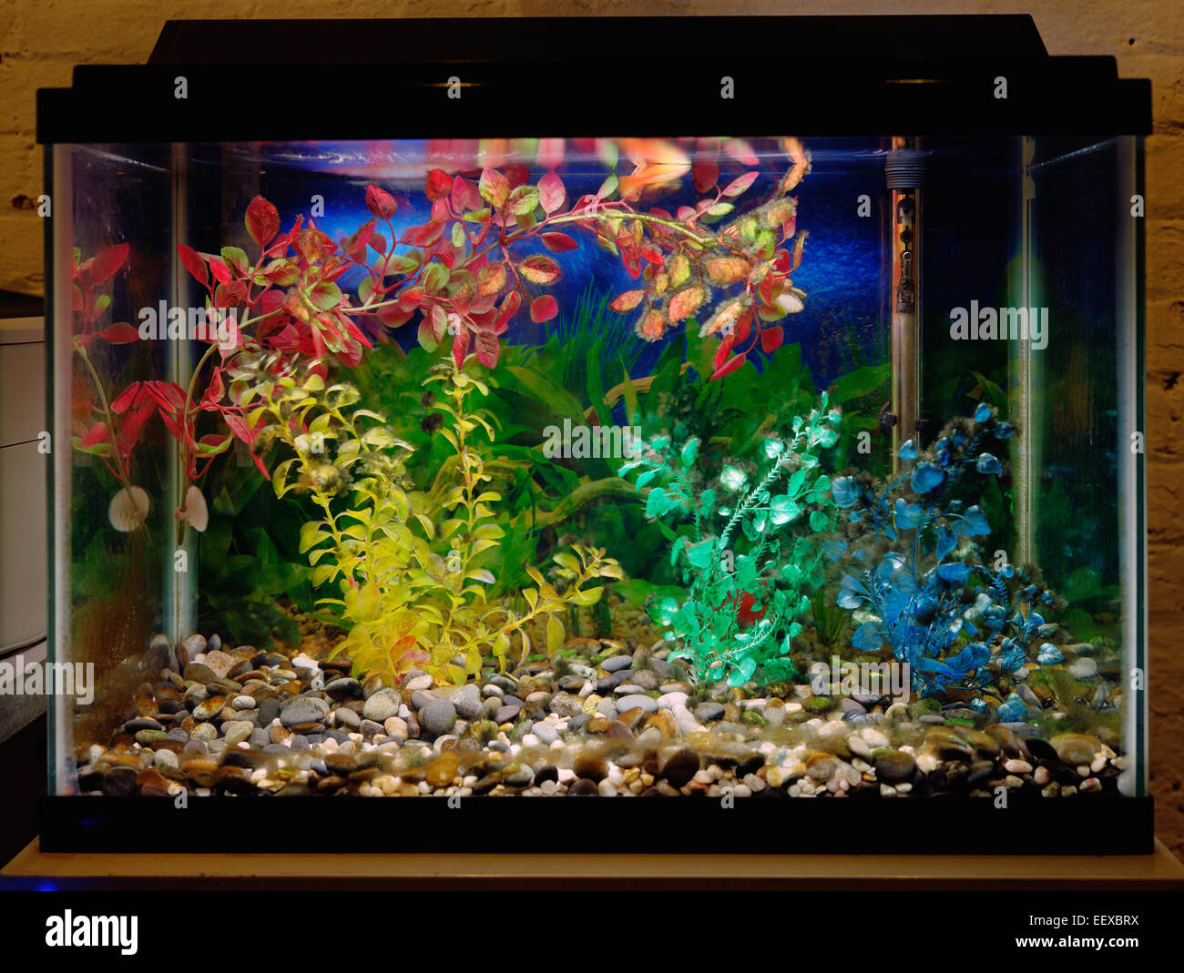 Aquarium with colourful plants Stock Photo - Alamy