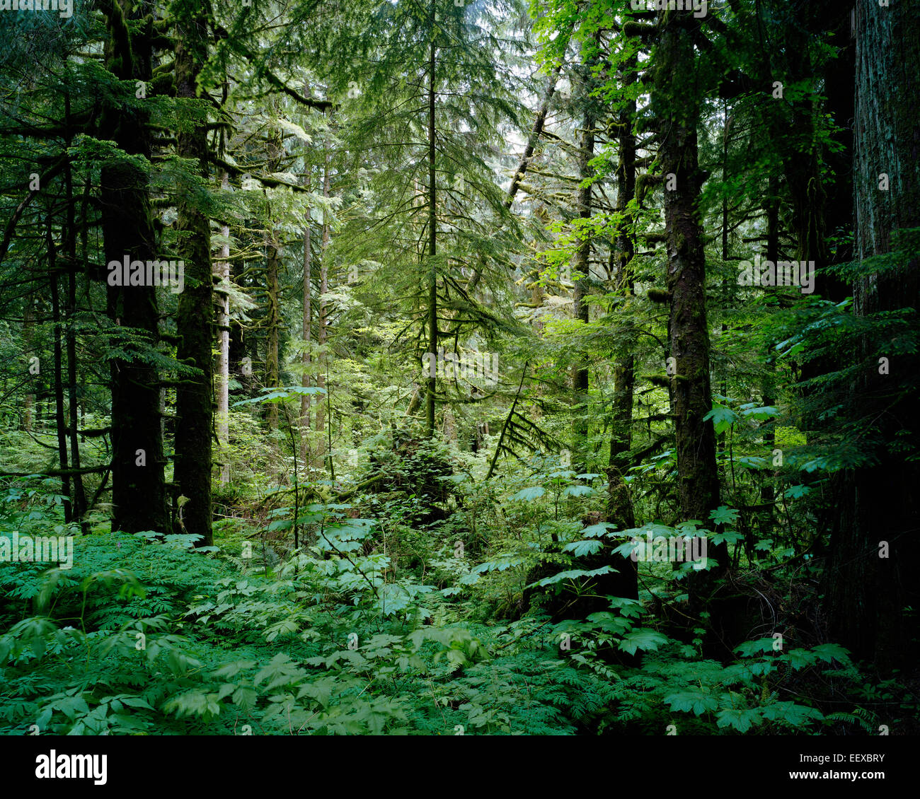 Olympic National Forest High Resolution Stock Photography and Images ...