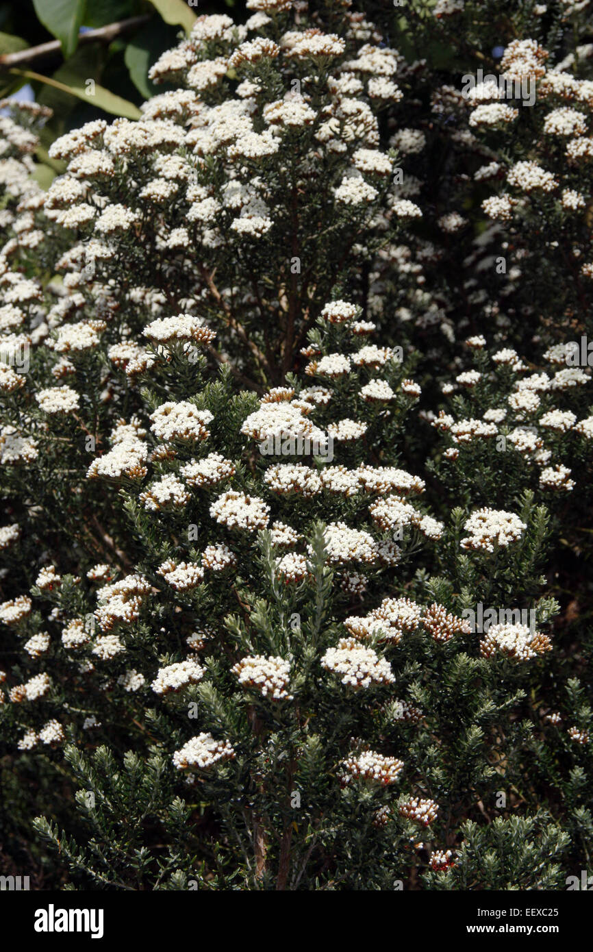 Ozothamnus High Resolution Stock Photography and Images - Alamy