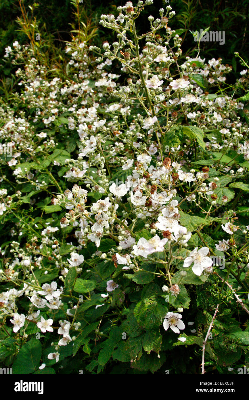 Rubus Fruticosus High Resolution Stock Photography and Images - Alamy
