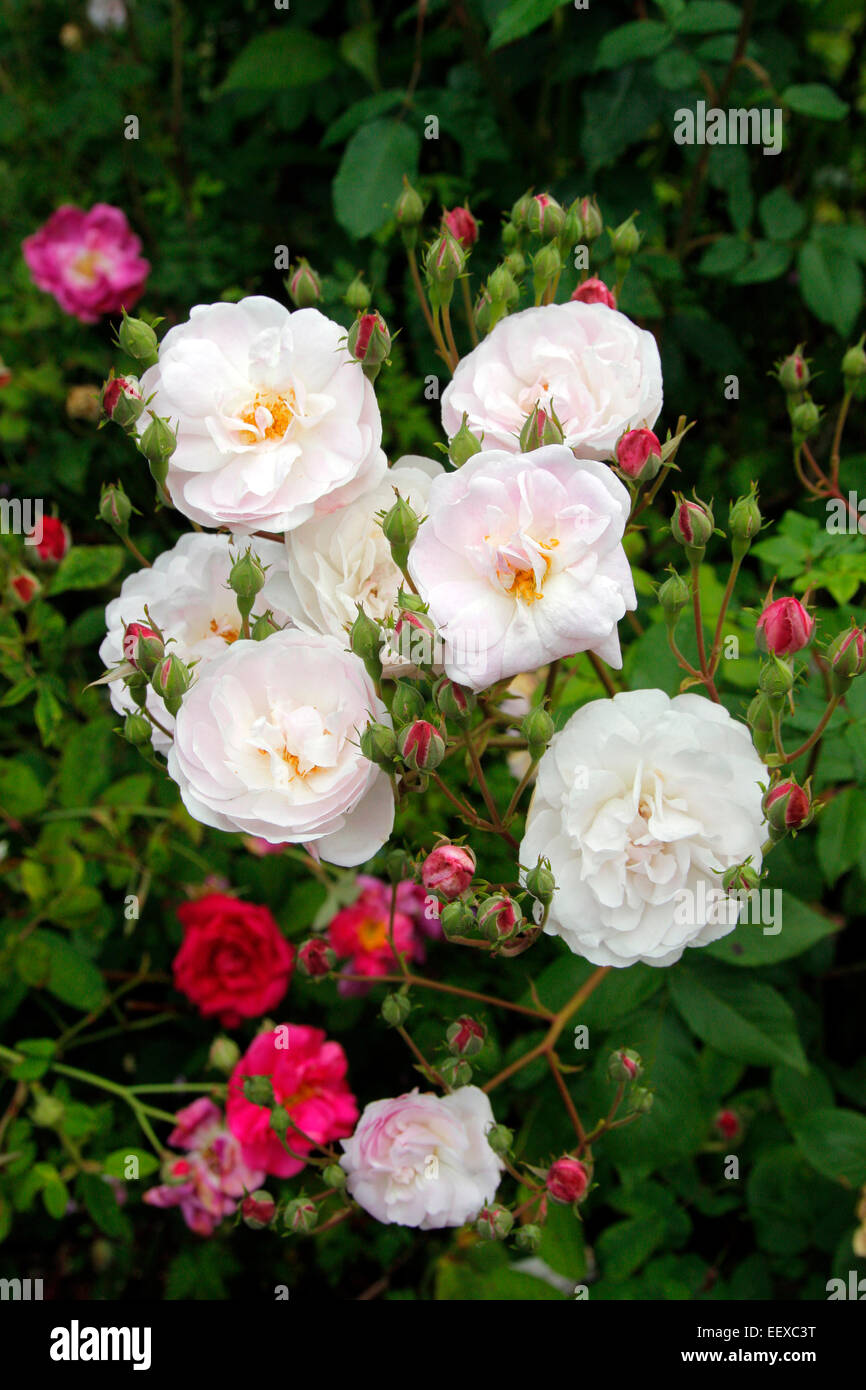 Rose Rosa Blush Rambler High Resolution Stock Photography and Images ...