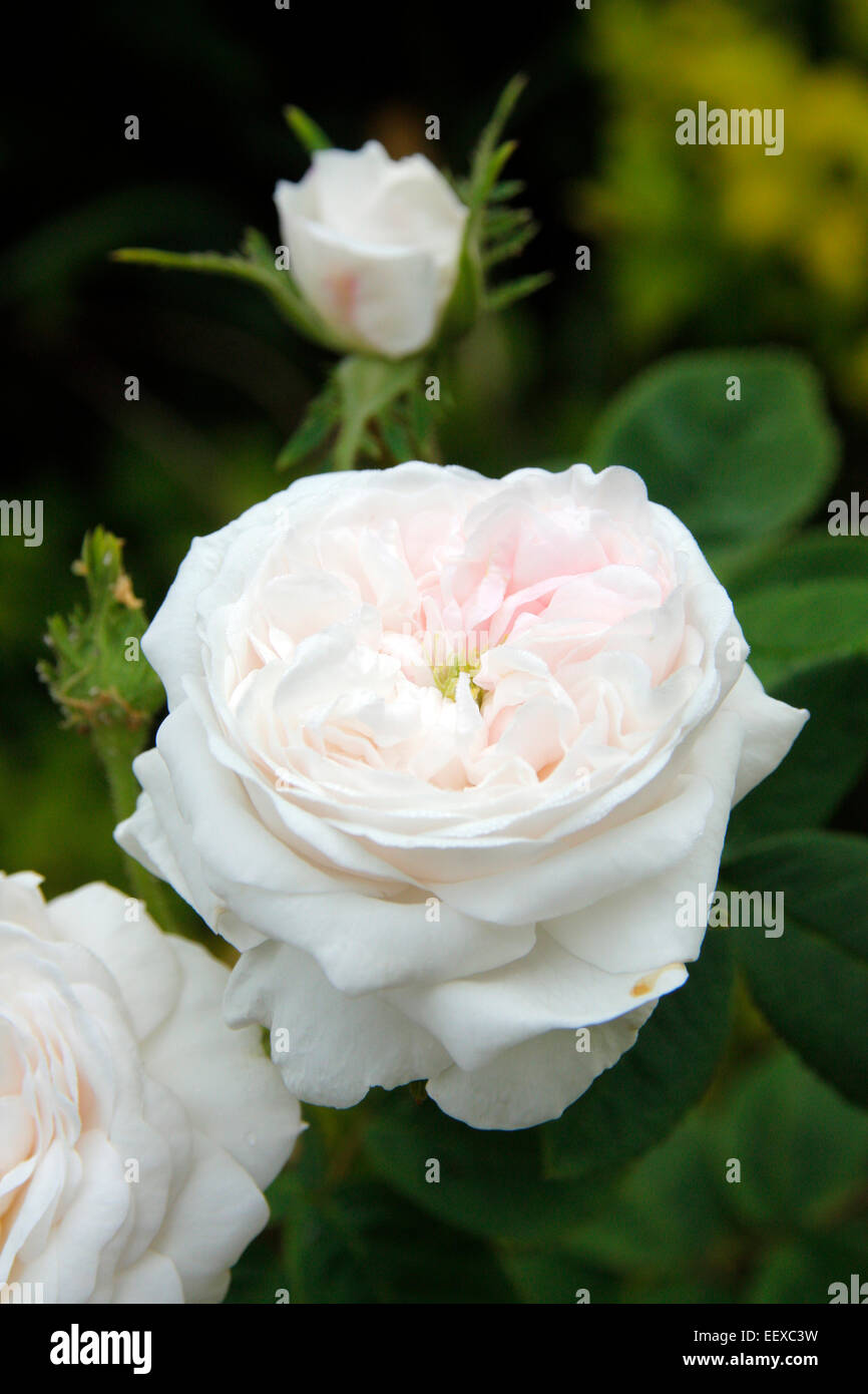 Madame hardy rose hi-res stock photography and images - Alamy