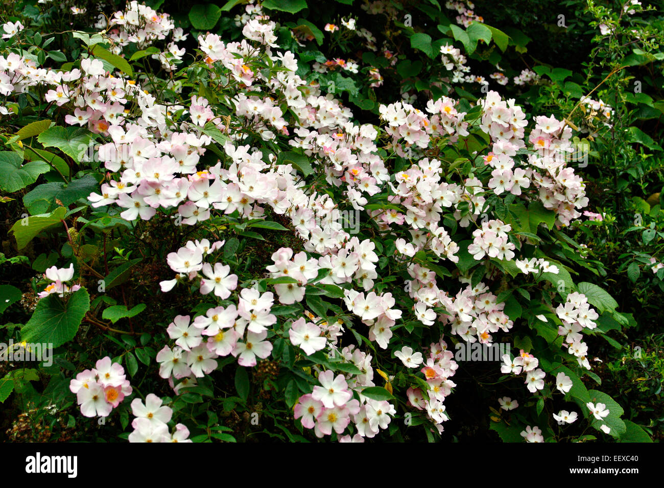 Francis Lester Rose High Resolution Stock Photography and Images - Alamy