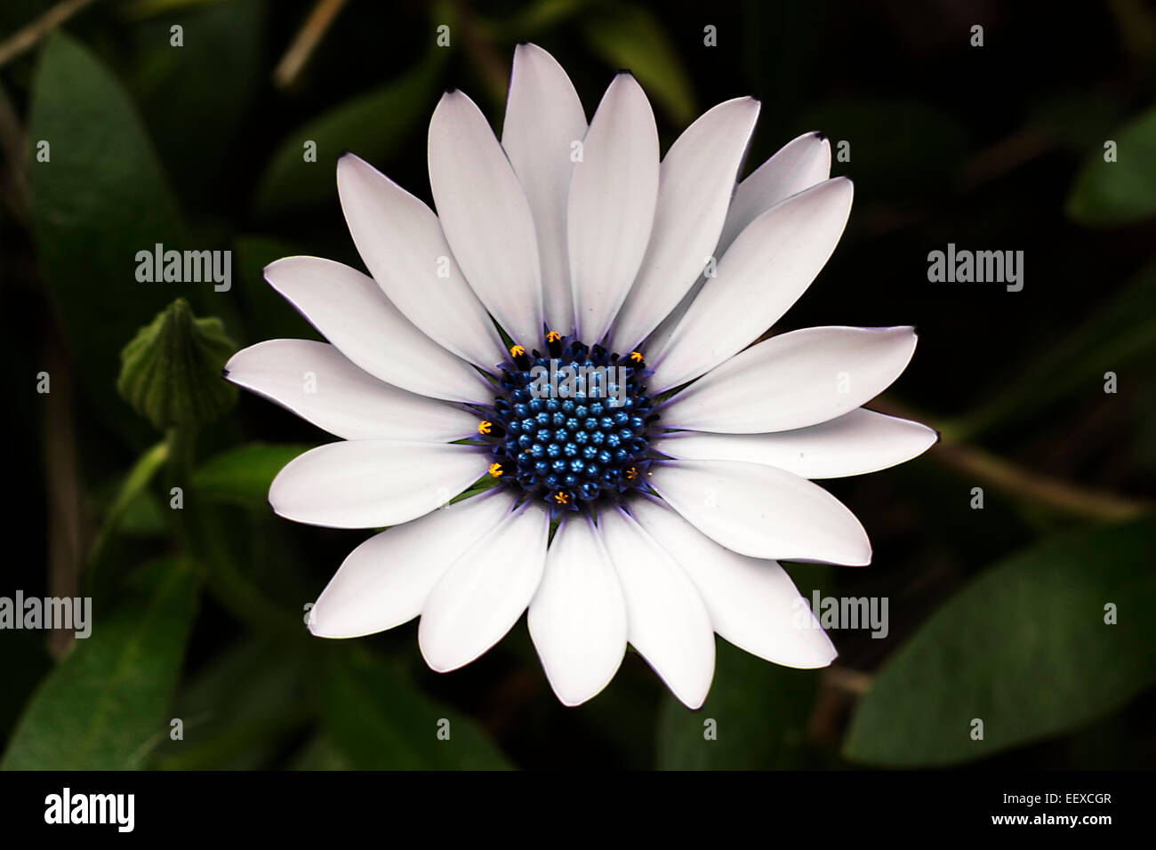 White inner petals hi-res stock photography and images - Alamy