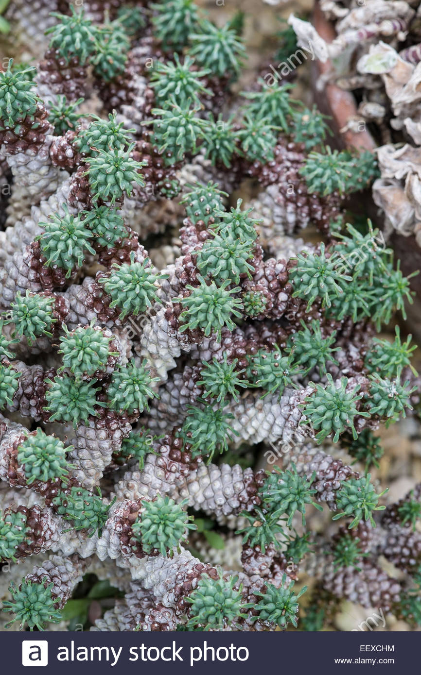 Euphorbia Cactus Stock Photos & Euphorbia Cactus Stock Images - Alamy