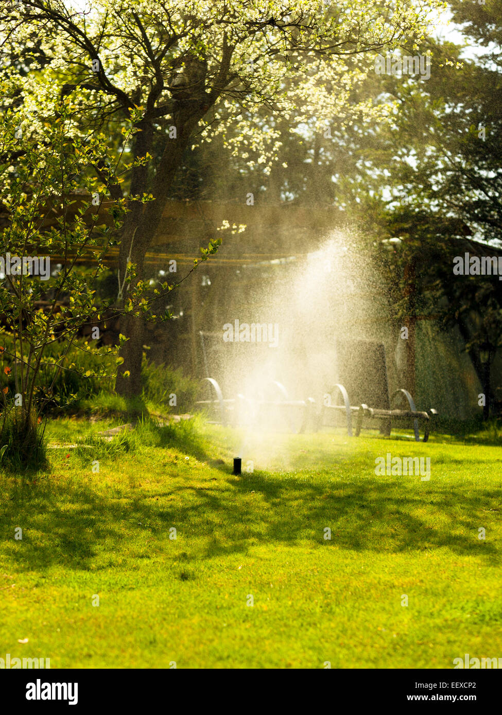 Gardening. Lawn sprinkler spraying water over green grass. Irrigation ...