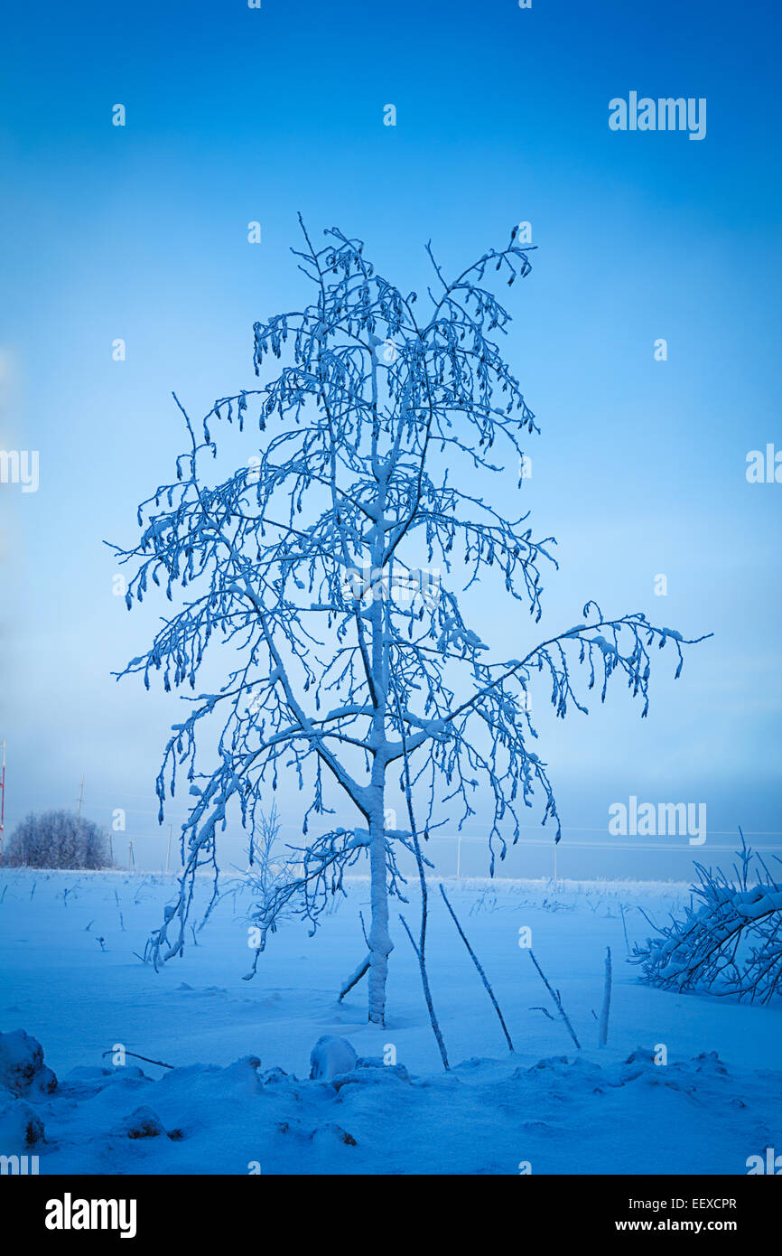 Winter forest in snow and ice Stock Photo - Alamy