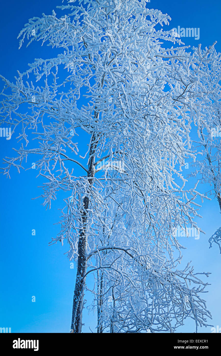 Winter forest in snow and ice Stock Photo - Alamy