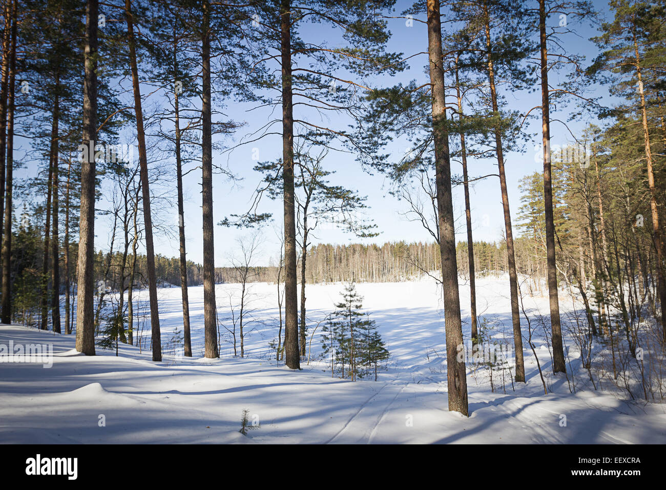 Winter forest in snow and ice Stock Photo - Alamy