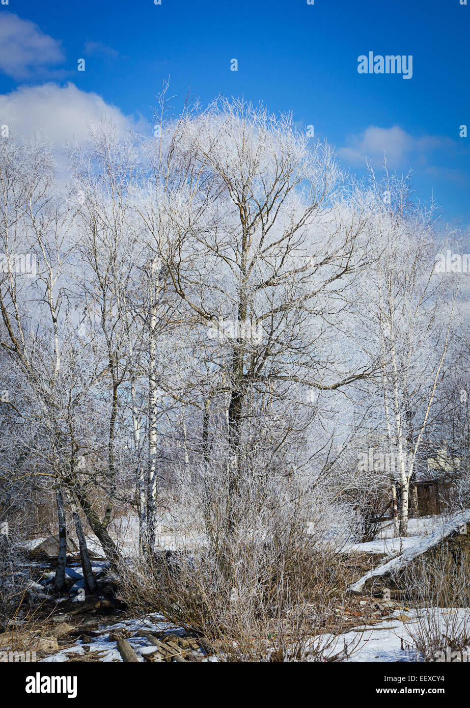 Winter forest in snow and ice Stock Photo - Alamy