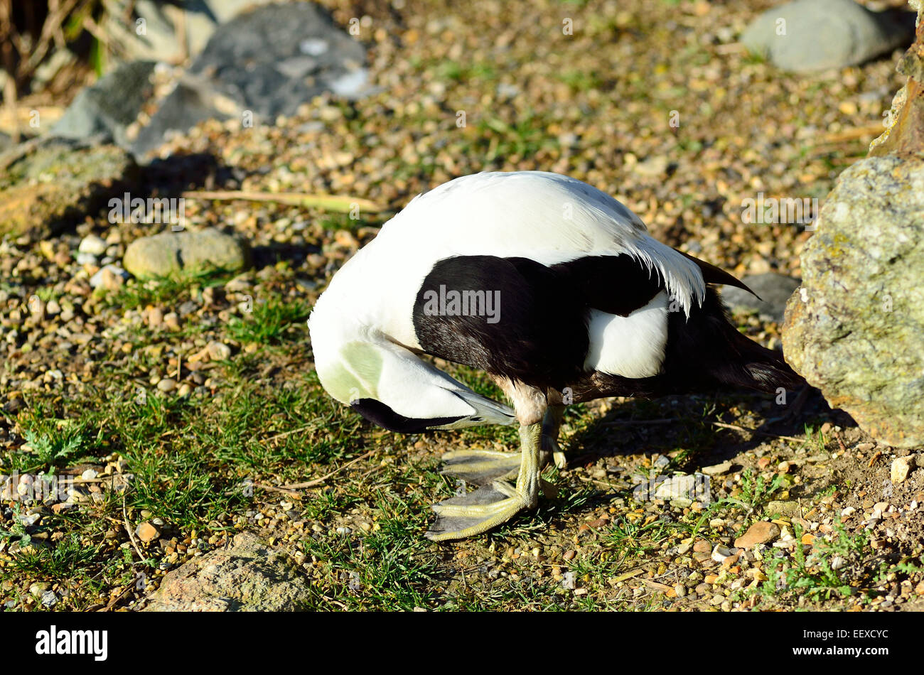 Eider Duck Somateria mollissima, preening it;s leg feathers Stock Photo ...