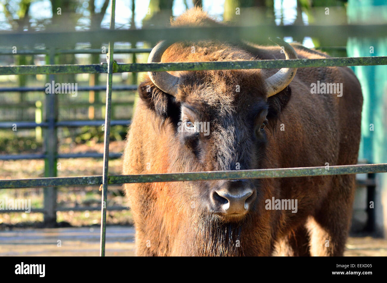 European bison behind bars hi-res stock photography and images - Alamy