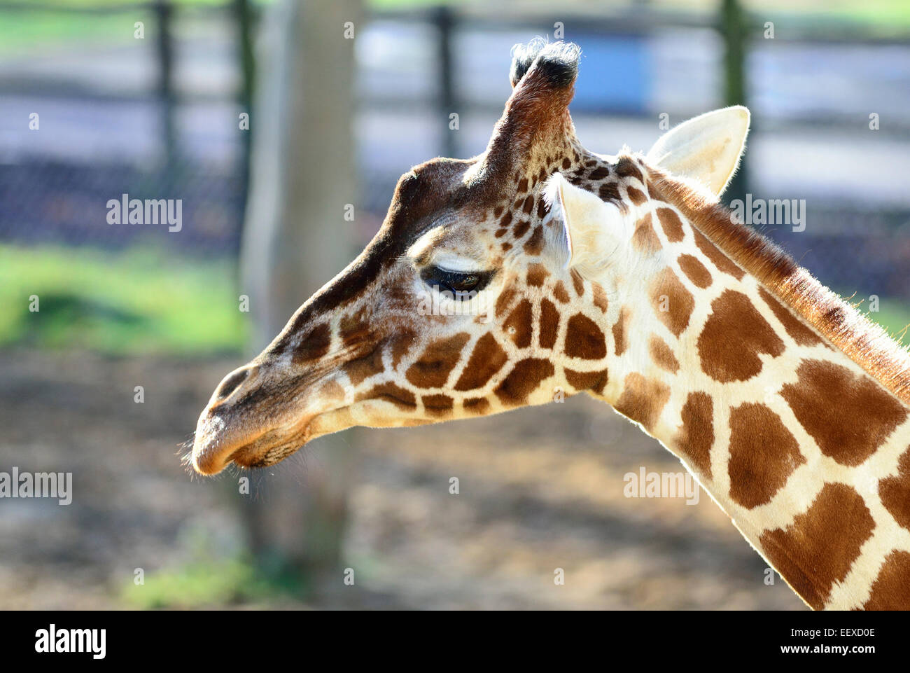 Giraffe eye hi-res stock photography and images - Alamy