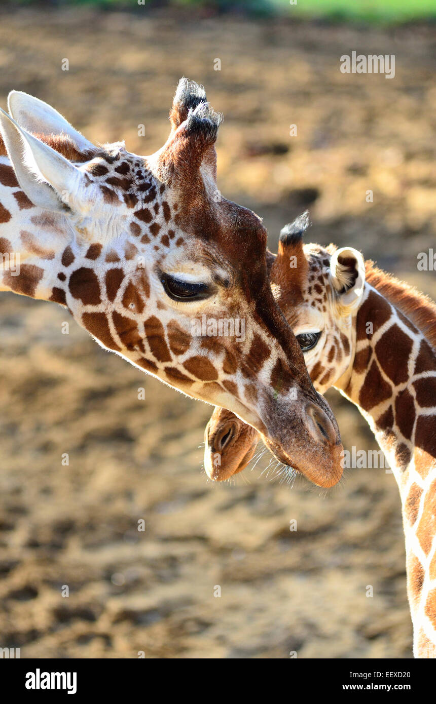 giraffe mother and baby Stock Photo - Alamy