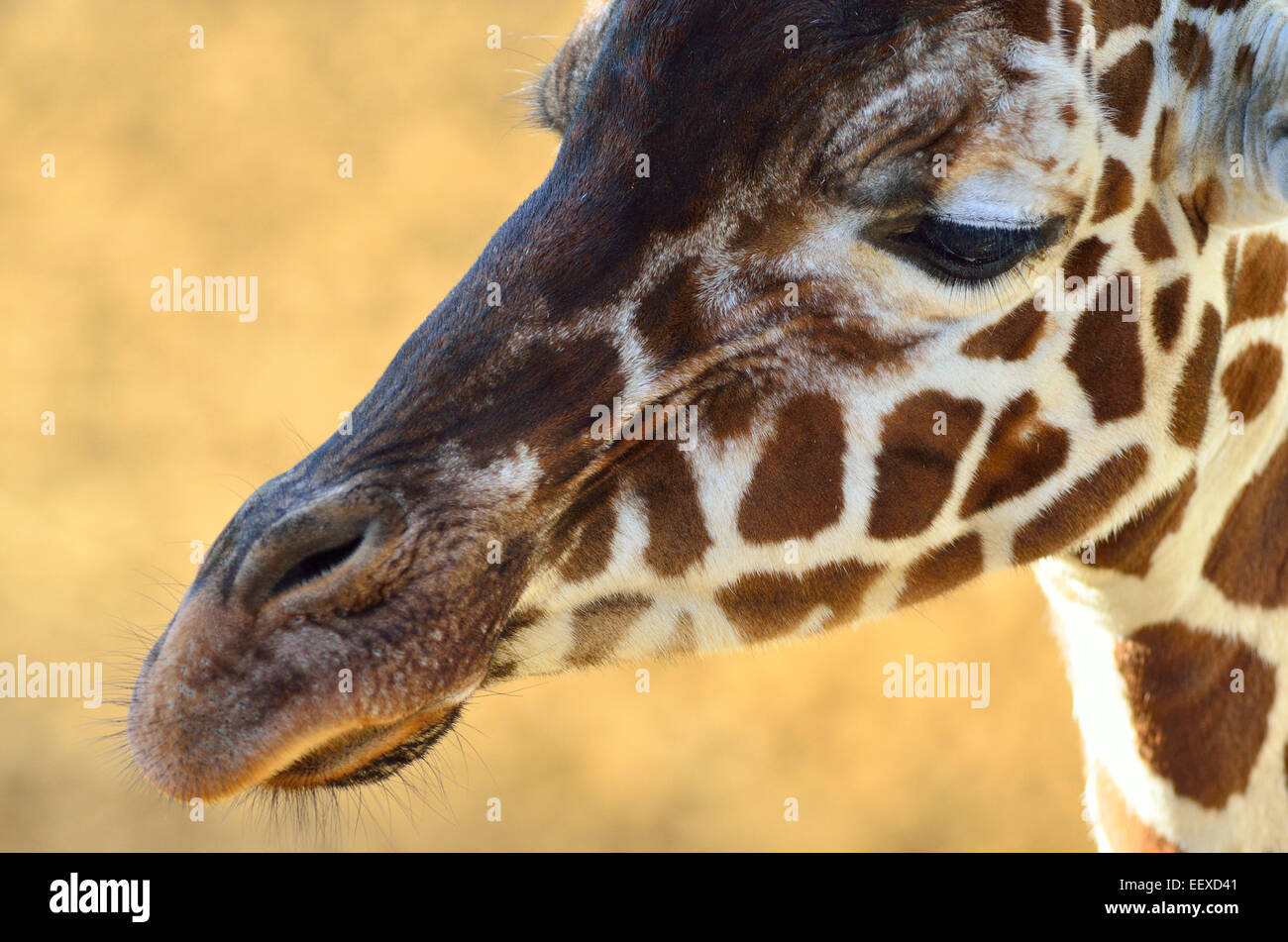 Giraffe nose hi-res stock photography and images - Alamy