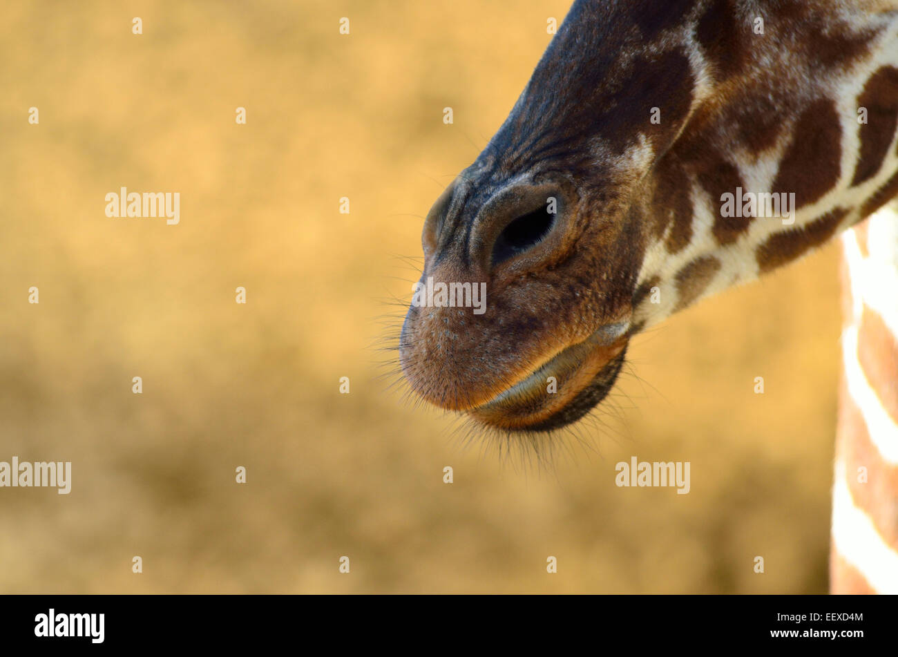Nose nostrils face hi-res stock photography and images - Alamy