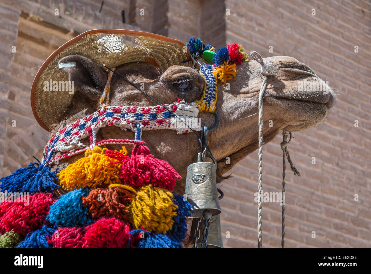 Decorated camel in Yazd, Iran Stock Photo - Alamy