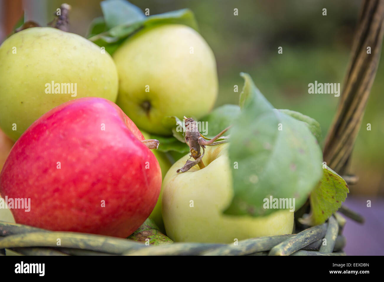 Apple crop outdoors Stock Photo - Alamy
