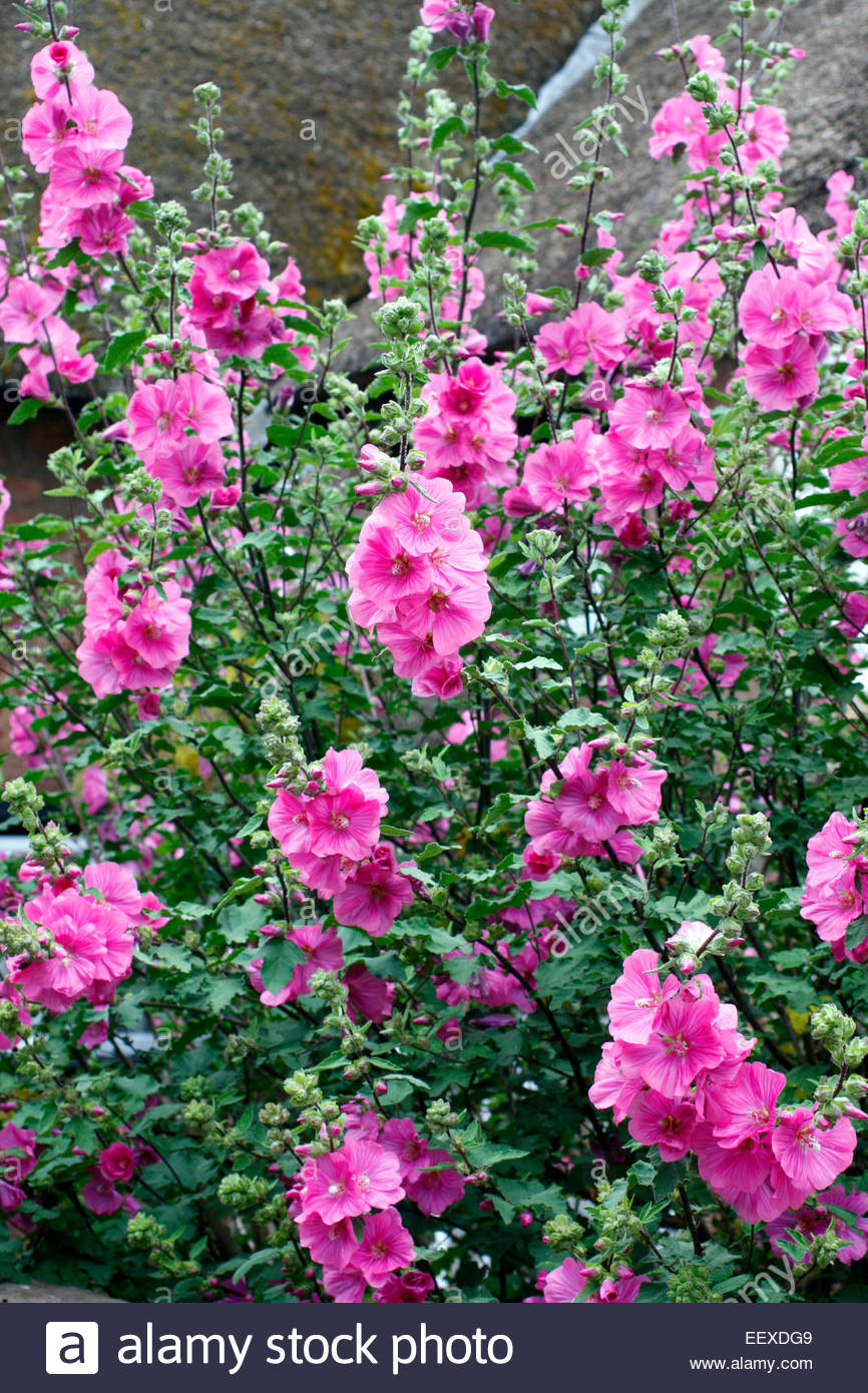 Lavatera Rosea Stock Photos & Lavatera Rosea Stock Images - Alamy