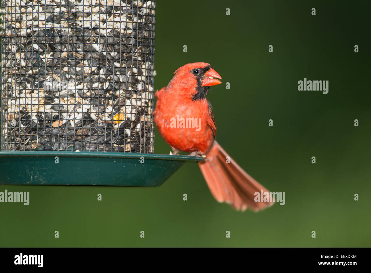 Male northern cardinal eating seed hi-res stock photography and images ...