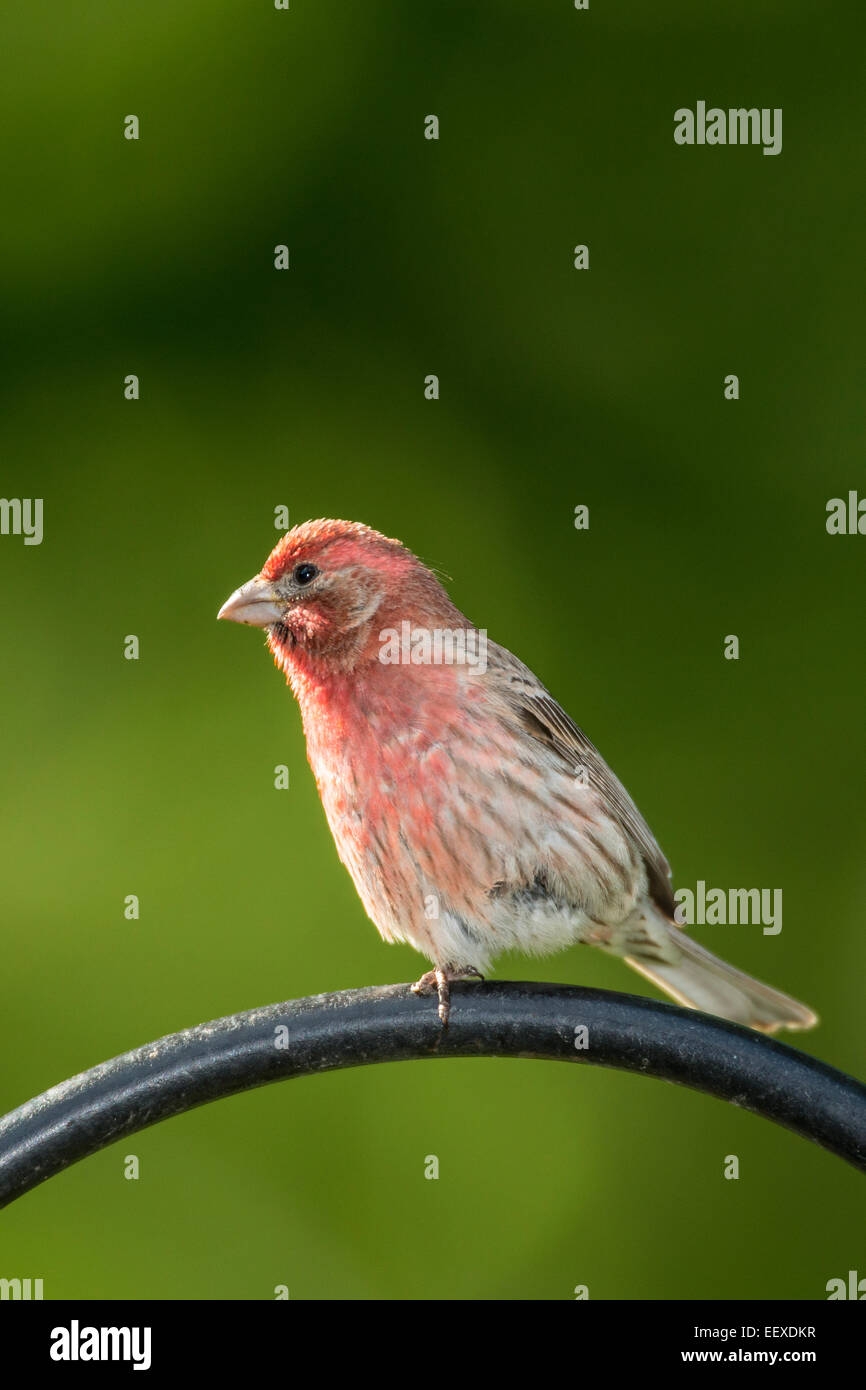 Male House Finch perched on metal rung against green summer background ...
