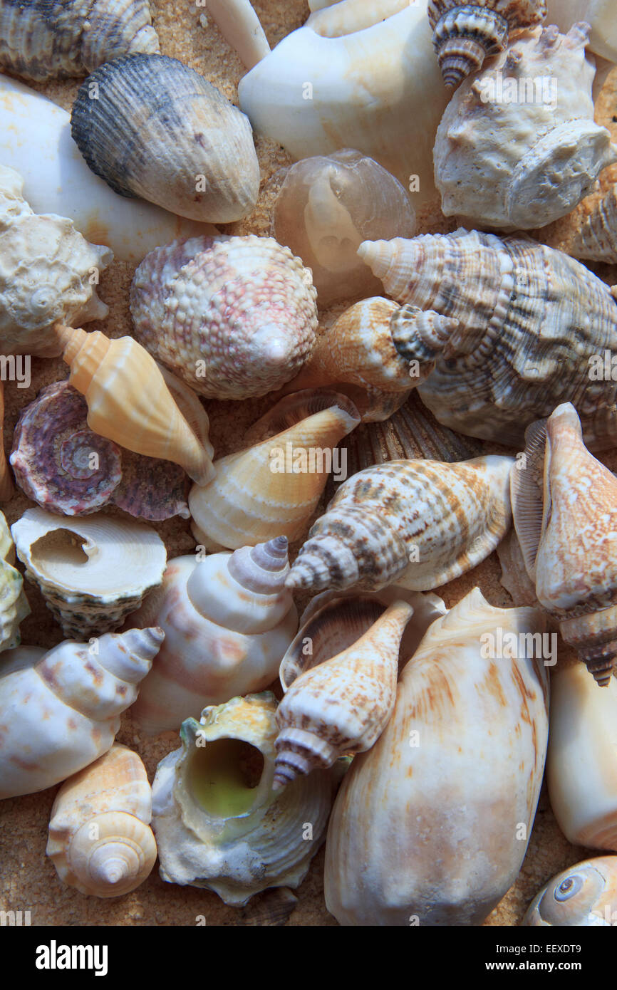 Welk shells hi-res stock photography and images - Alamy