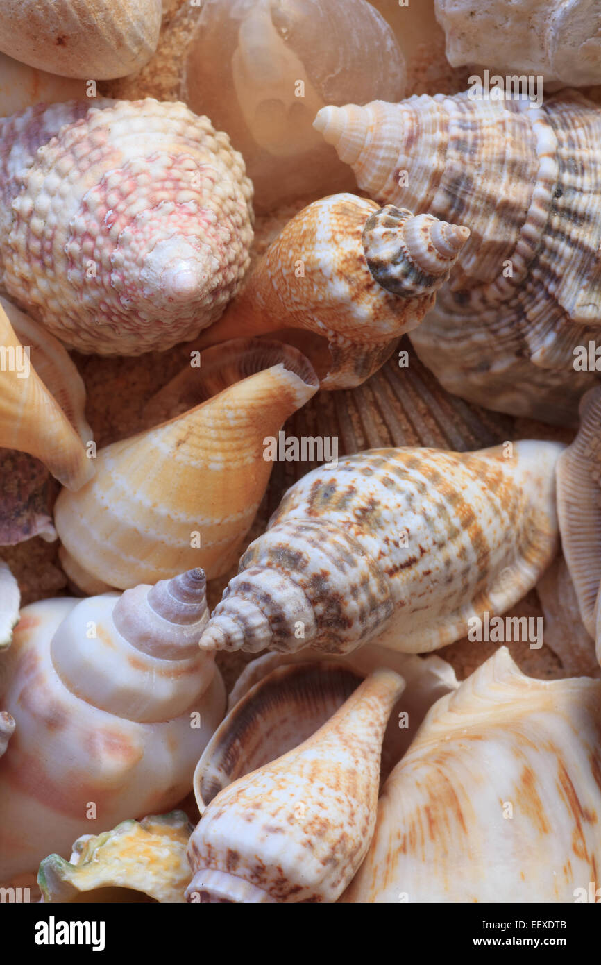 Close up of sea shells Stock Photo - Alamy