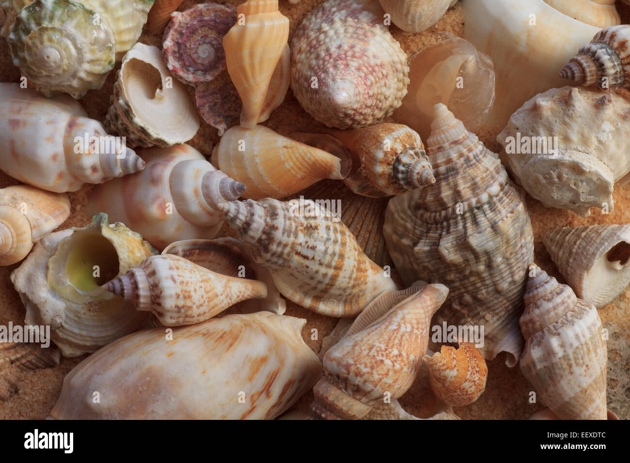 Welk shells hi-res stock photography and images - Alamy
