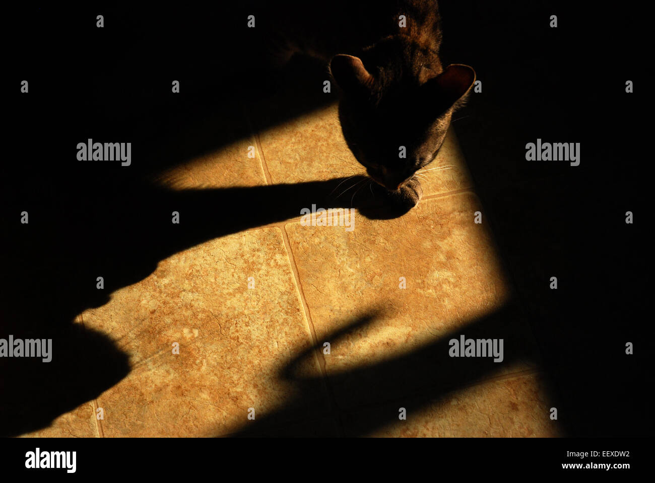 Cat walking out of the shadows Stock Photo - Alamy