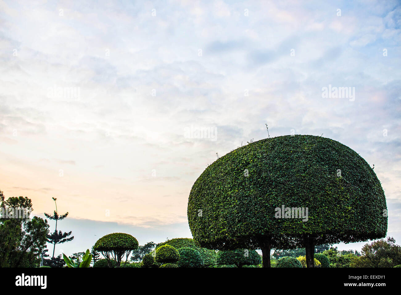 Bending and cutting trees in the garden Stock Photo - Alamy