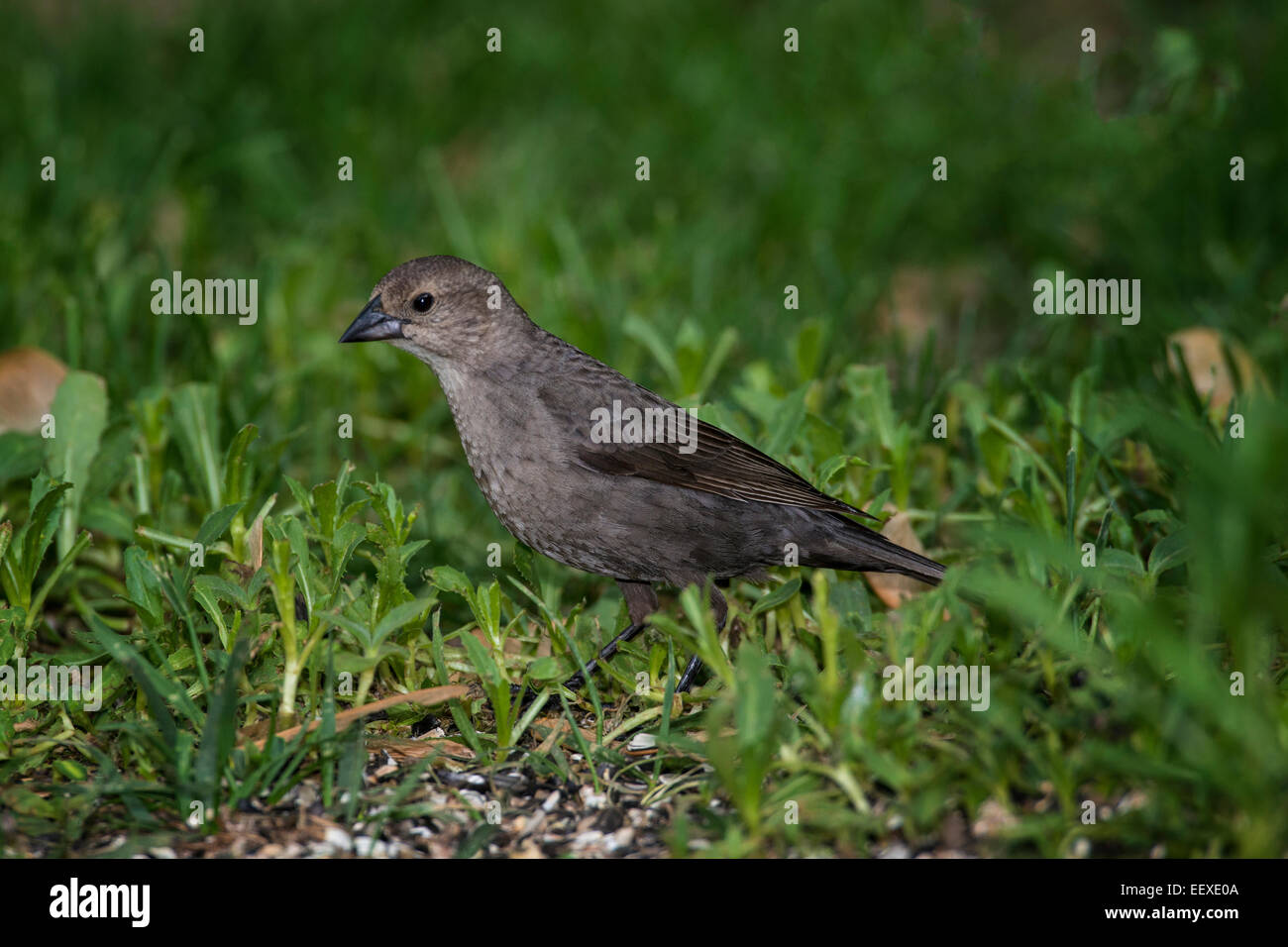Female Brown-headed Cowbird foraging in green grass Stock Photo - Alamy