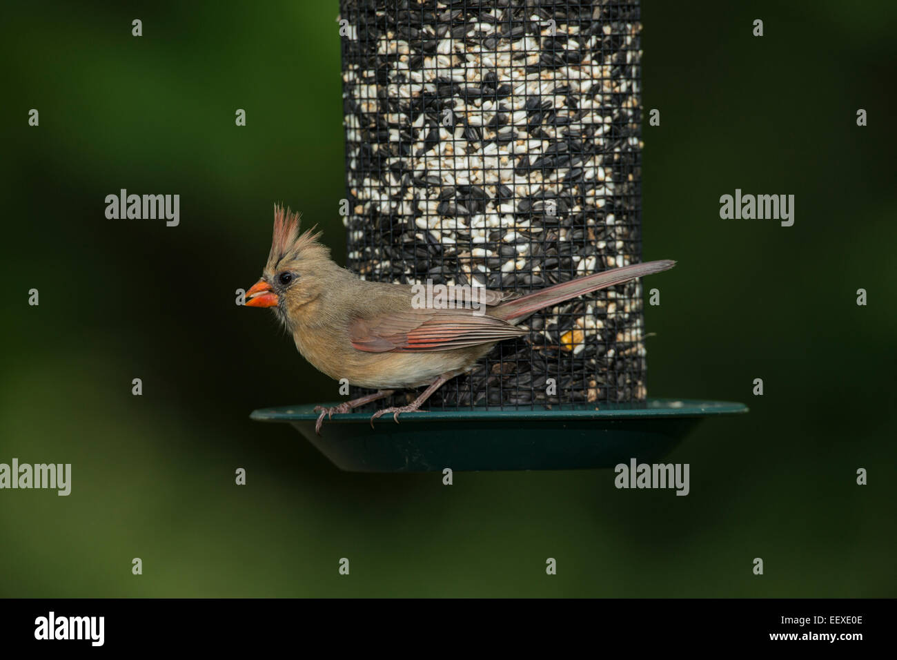 Female Northern Cardinal perched on seed feeder Stock Photo - Alamy