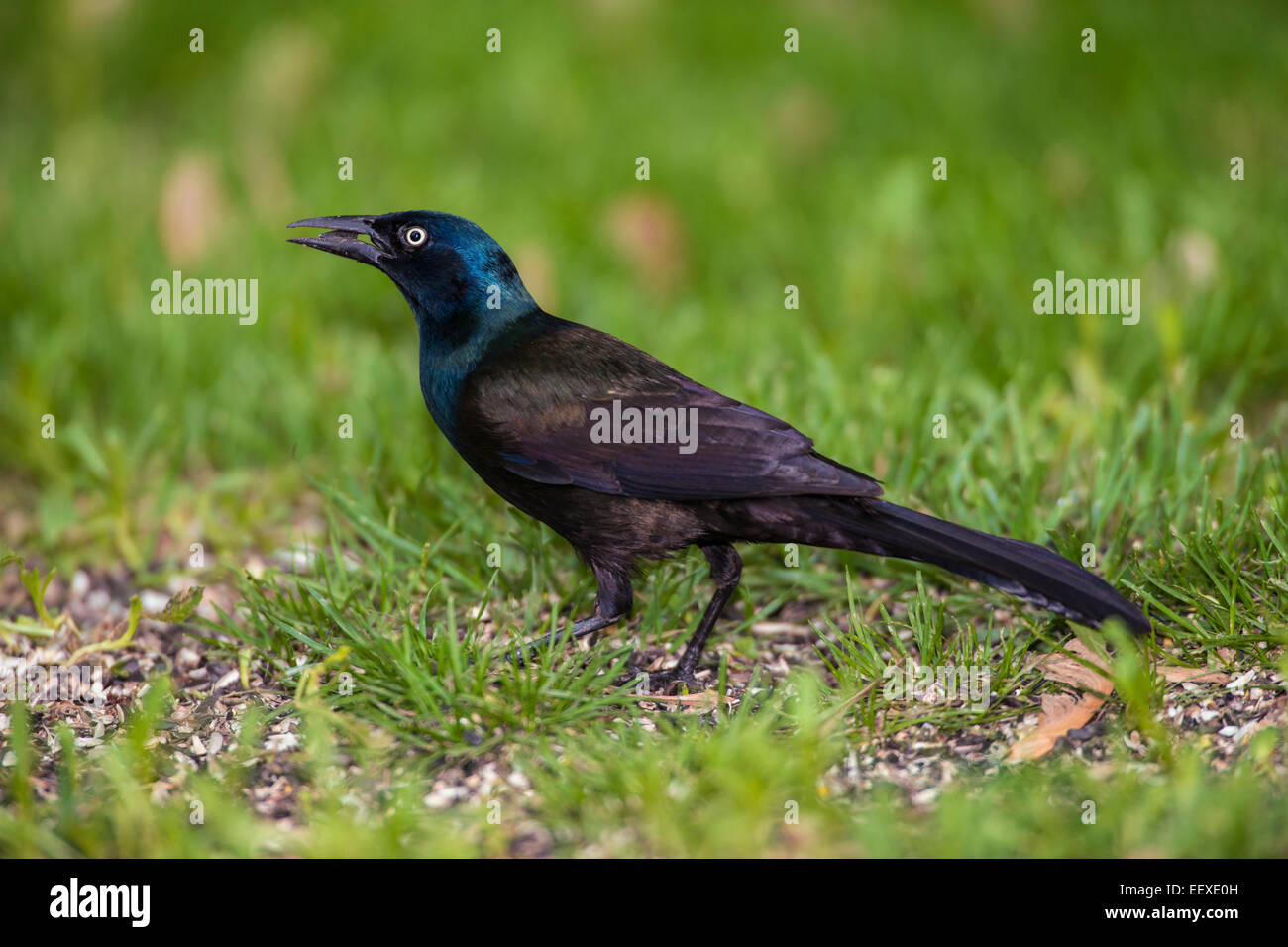 Male Common Grackle foraging in green grass Stock Photo - Alamy