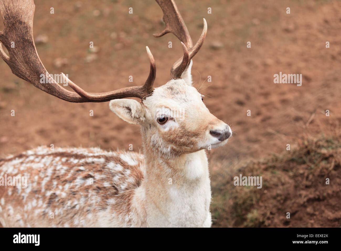 Young male fallow deer buck at park. Animals beauty in nature Stock ...