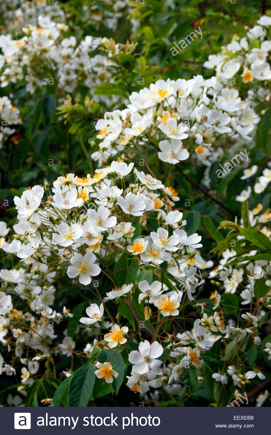 Kiftsgate Rose Stock Photos & Kiftsgate Rose Stock Images - Alamy