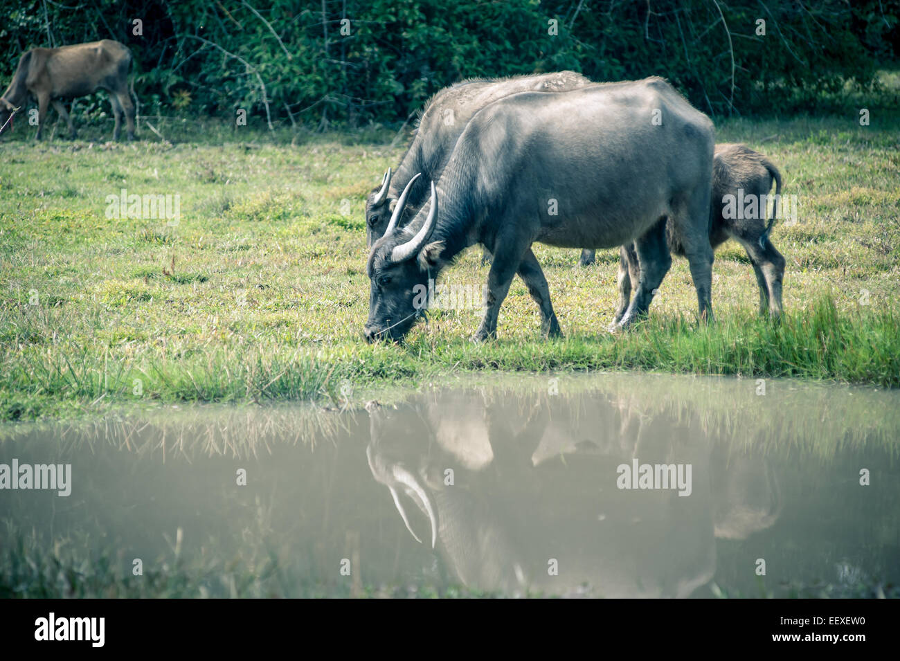 asia buffalo in grass field at thailand Stock Photo - Alamy
