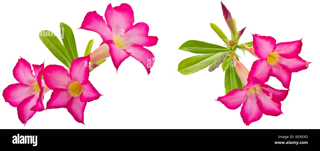 Impala Lily flowers isolated on white background and clipping path ...