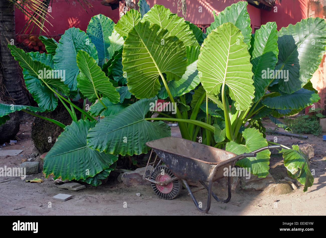 The African kitchen garden landscape - an edible plant Elephant Ears ...