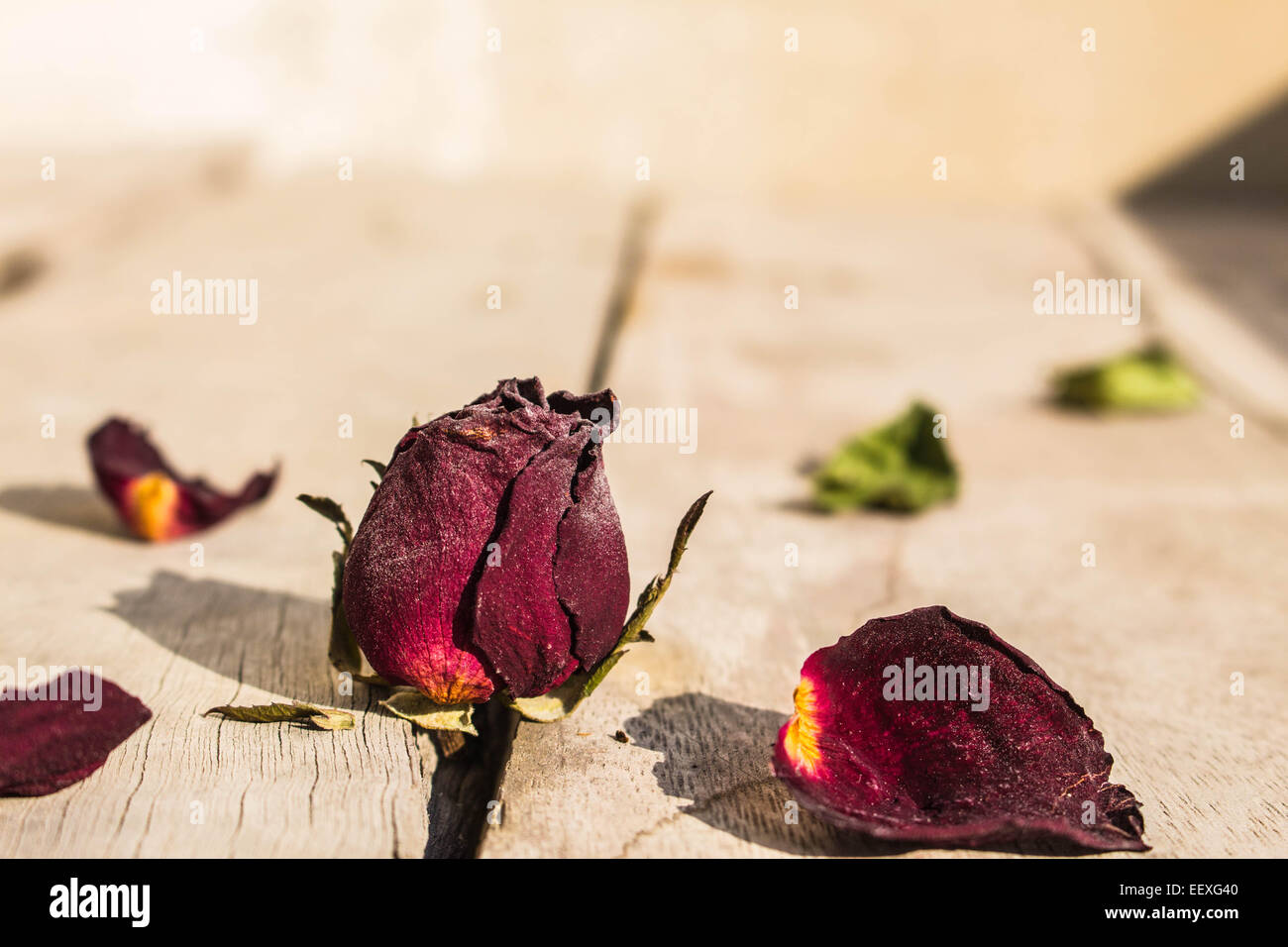 Dead roses floor hi-res stock photography and images - Alamy