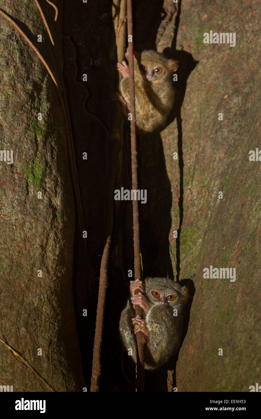 Two spectral tarsiers (Tarsius spectrum or Tarsius tarsier) in Tangkoko ...
