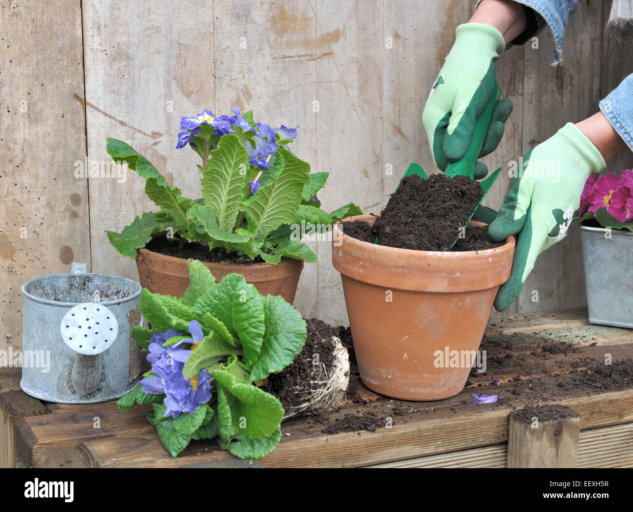 Woman gardener flowers hand hi-res stock photography and images - Alamy