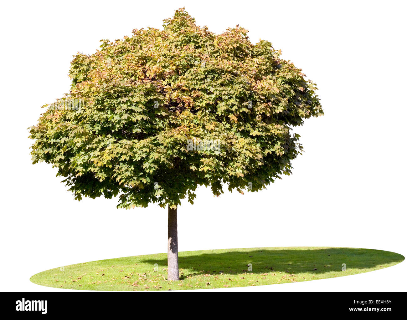 Long stem tree isolated hi-res stock photography and images - Alamy