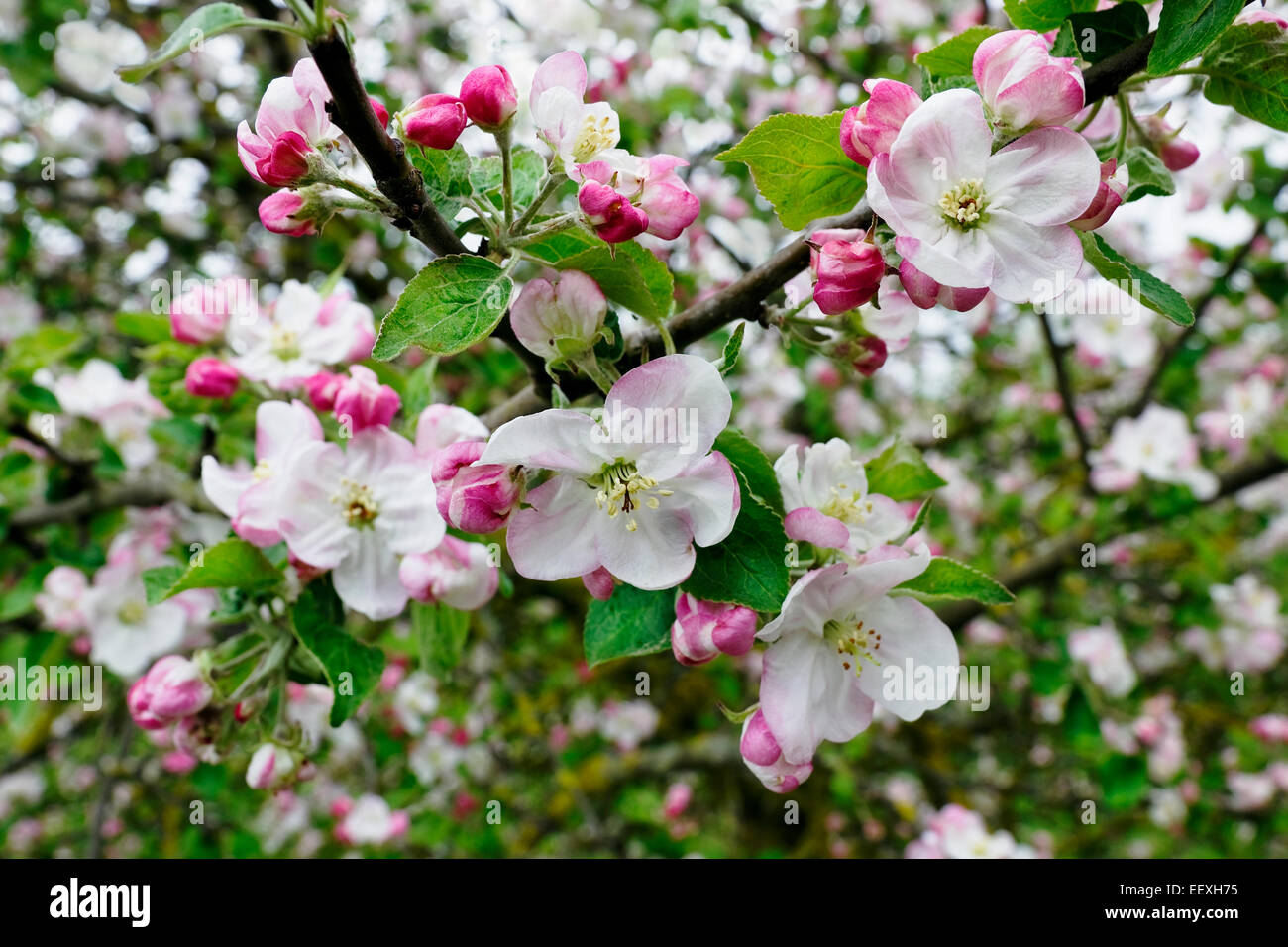 Spring time in apples tree garden background. Soft art focus Stock ...