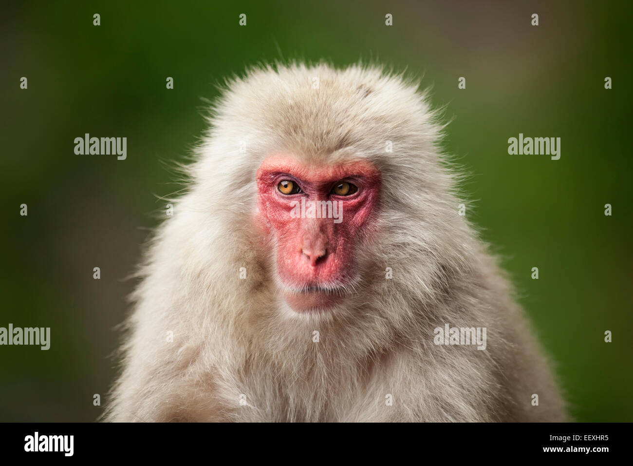 Japanese Macaque Feeding High Resolution Stock Photography and Images ...
