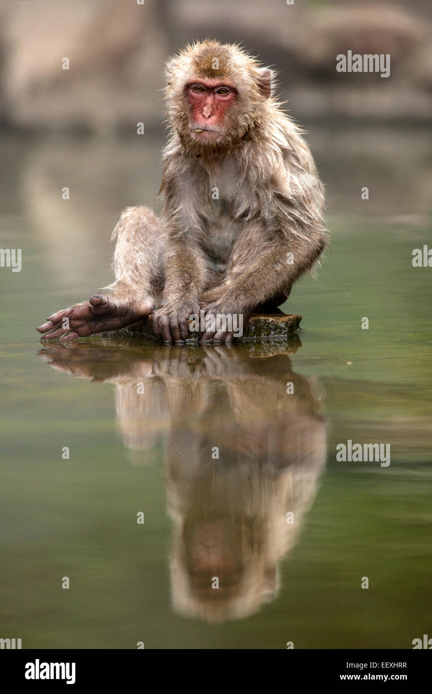 Japan macaque hi-res stock photography and images - Alamy