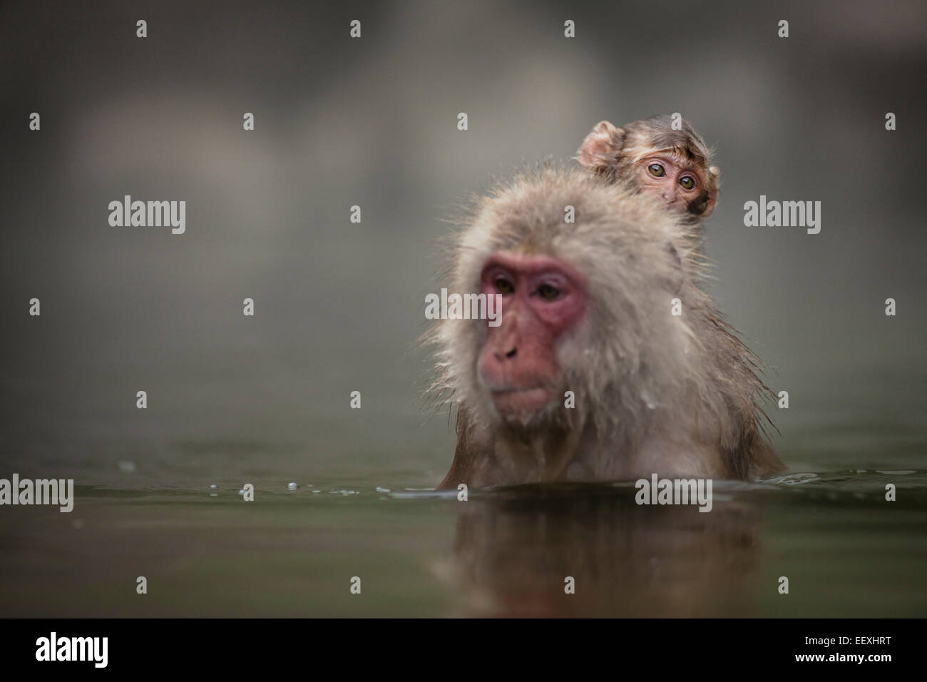 Japanese primate hi-res stock photography and images - Alamy