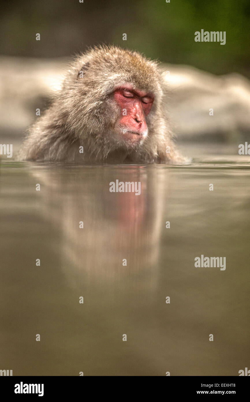 Japanese macaque hi-res stock photography and images - Alamy