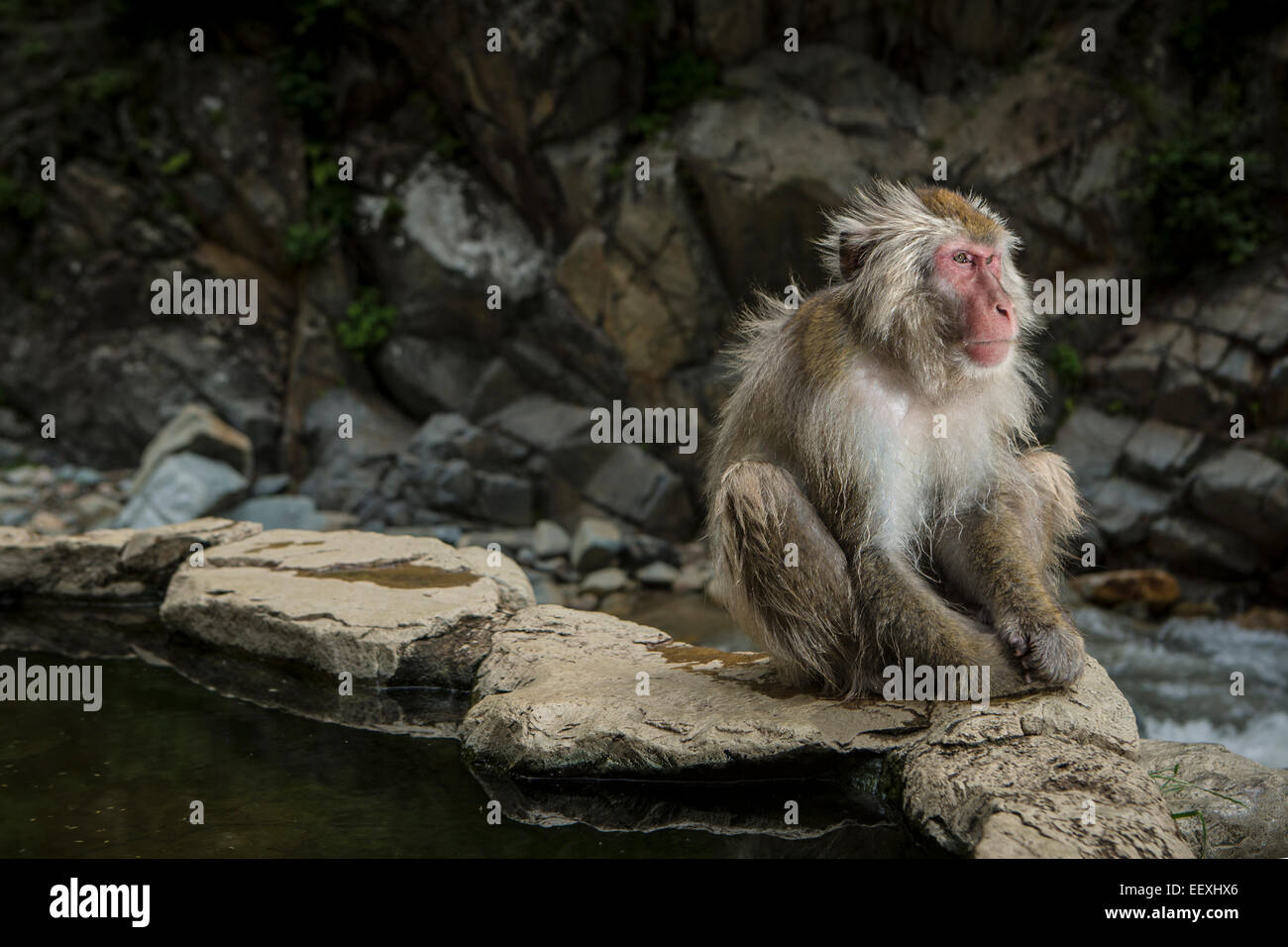 Macaque hands hi-res stock photography and images - Alamy